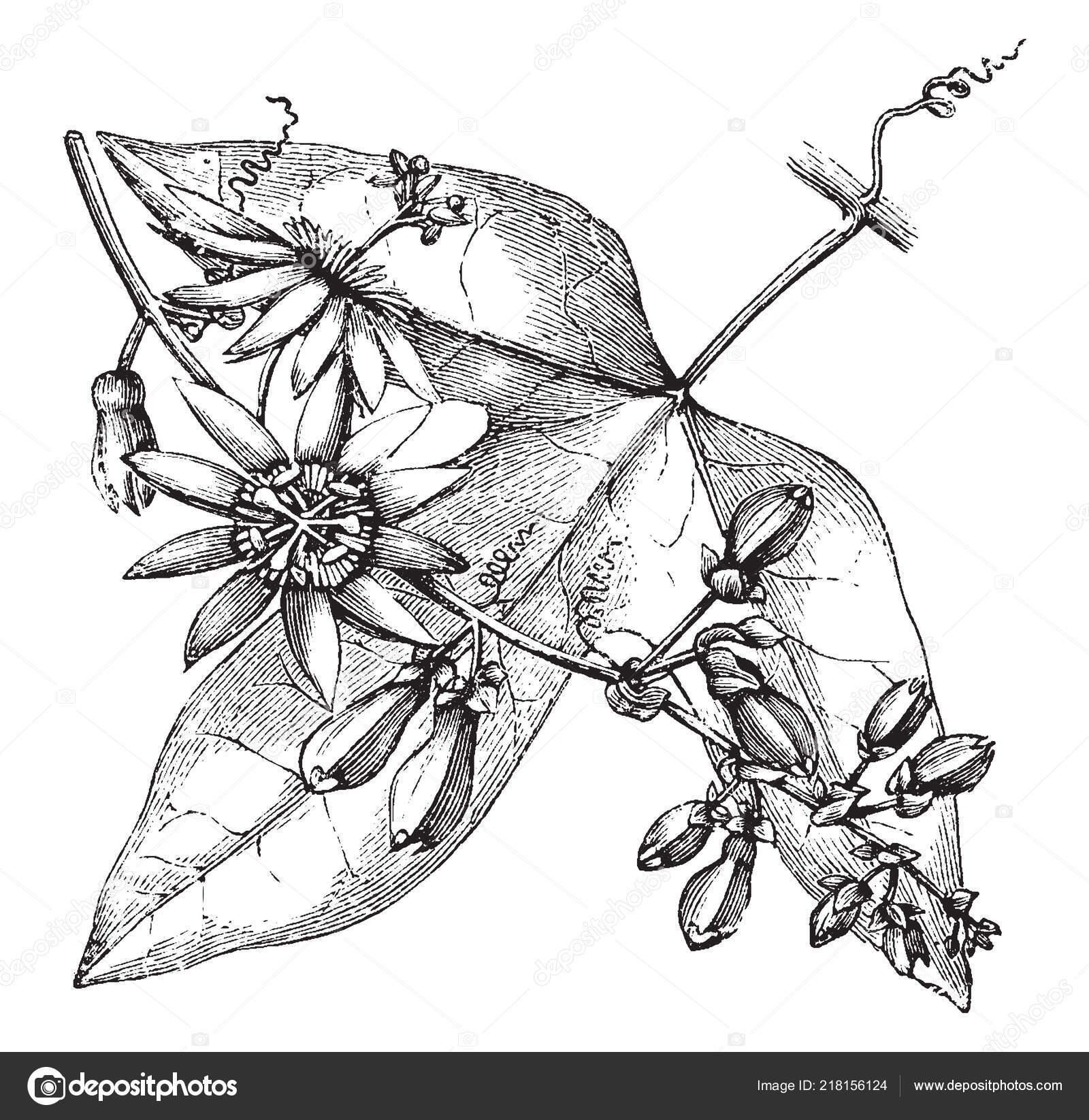 Passiflora Racemosa Also Called Red Passion Flower Species Flowering ...