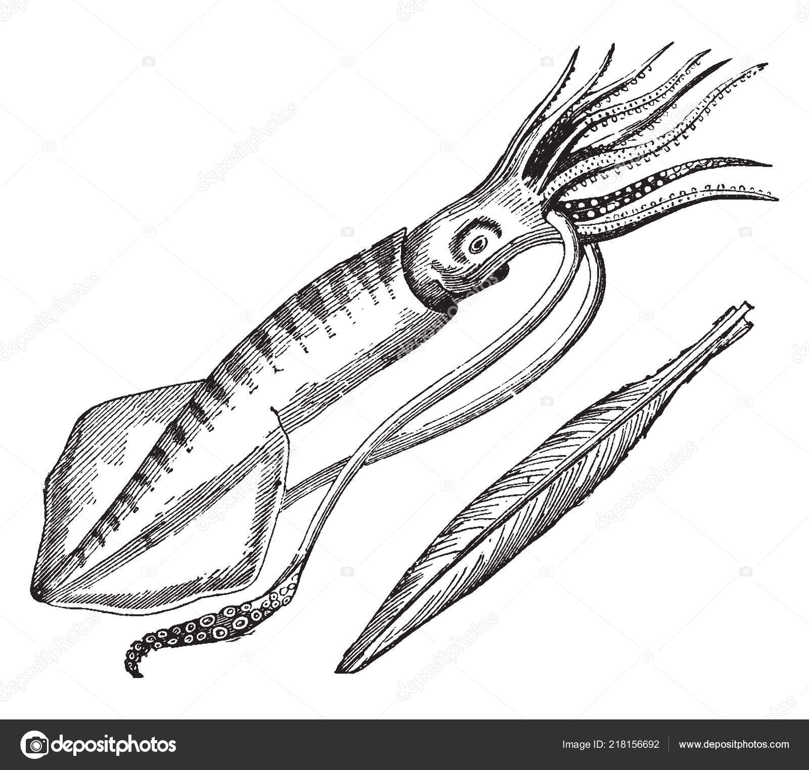 Common Calamari Best Known Species Genus Vintage Line Drawing Engraving ...