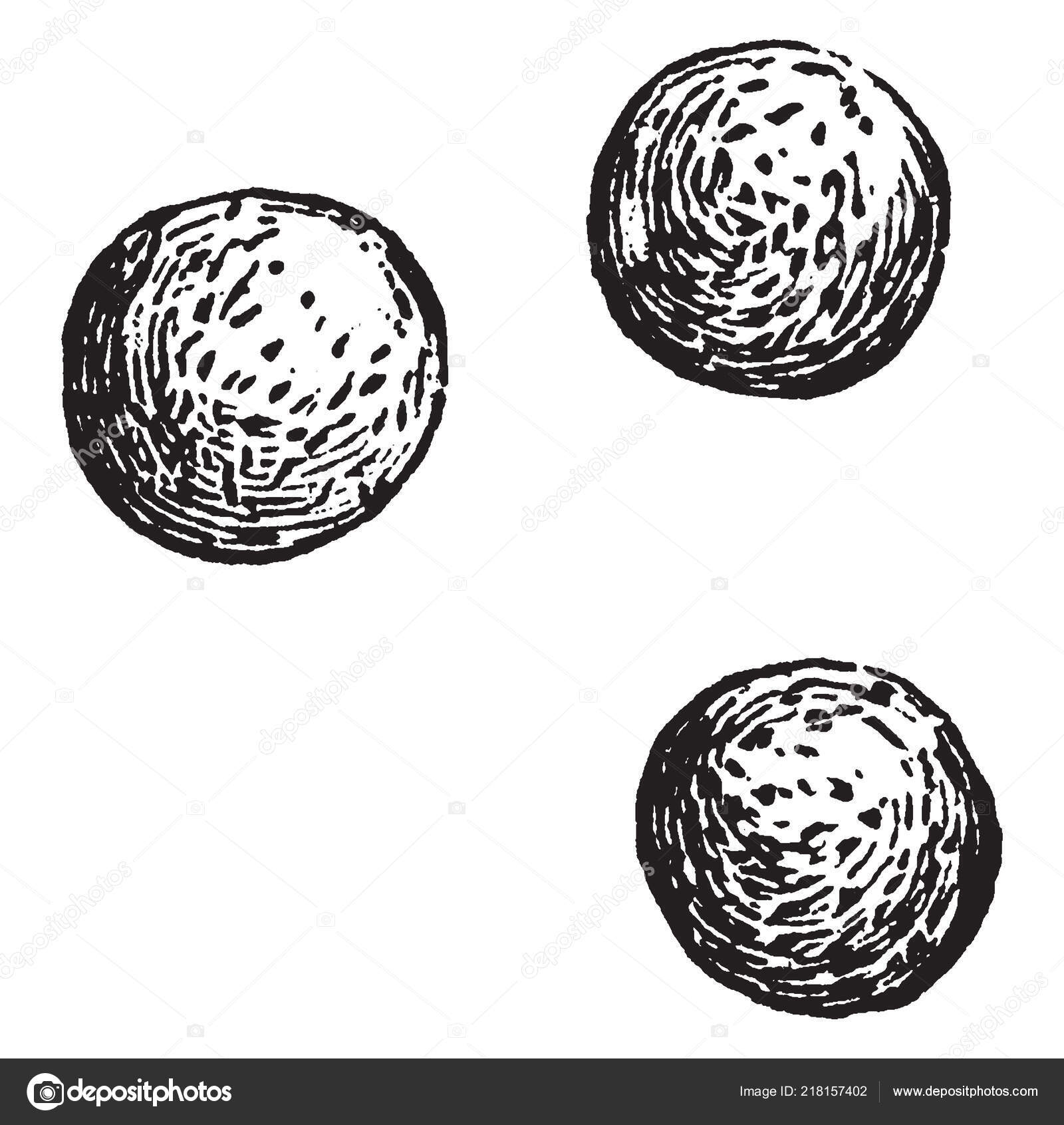 Image Spores Spore Reproductive Cell Group Cells It's Produced Some ...