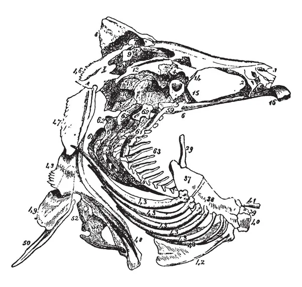 Hyoid Stock Vectors, Royalty Free Hyoid Illustrations | Depositphotos®