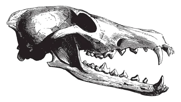 Wolf Skull Open