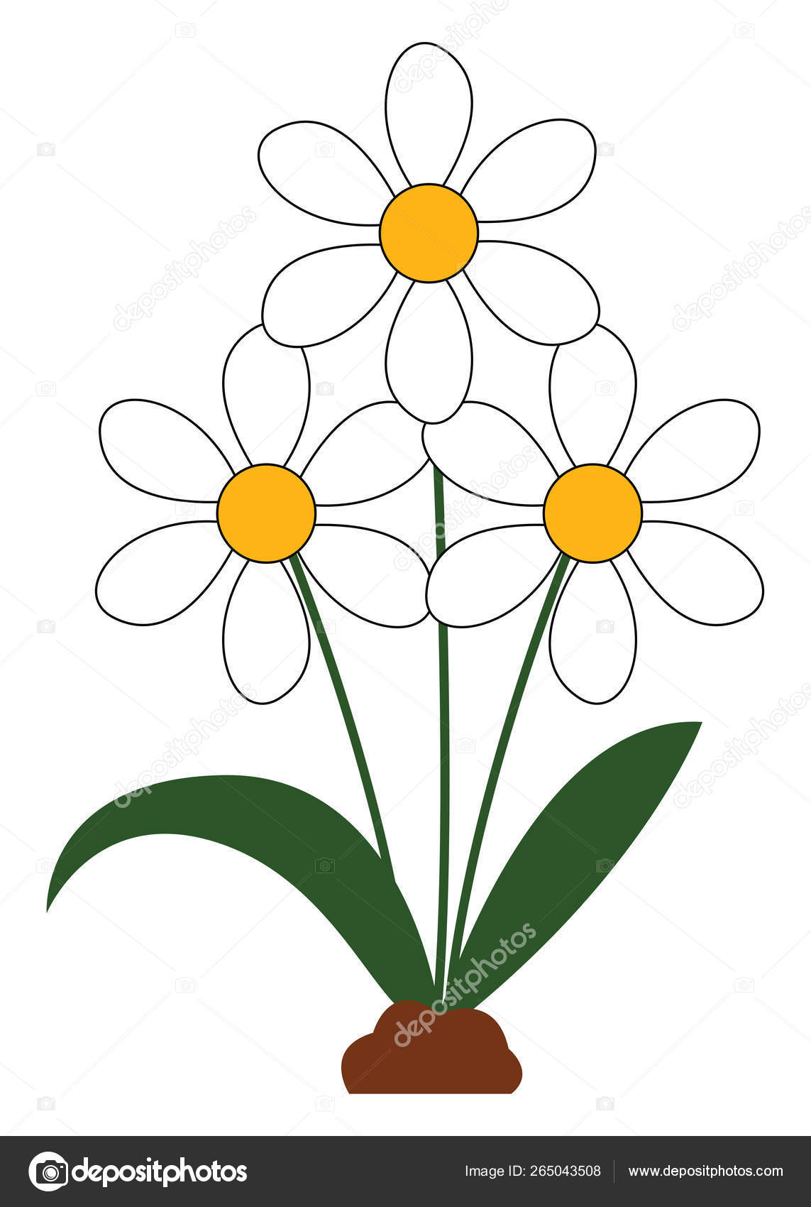 Beautiful Bunch Daisies Flowers White Color Green Leaves Vector Color ...