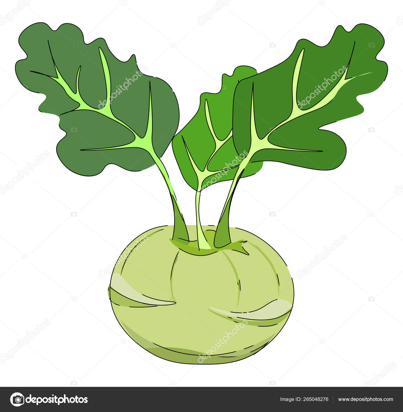 Drawing of a kohlrabi/Cabbage variety vector or color illustrati Stock ...