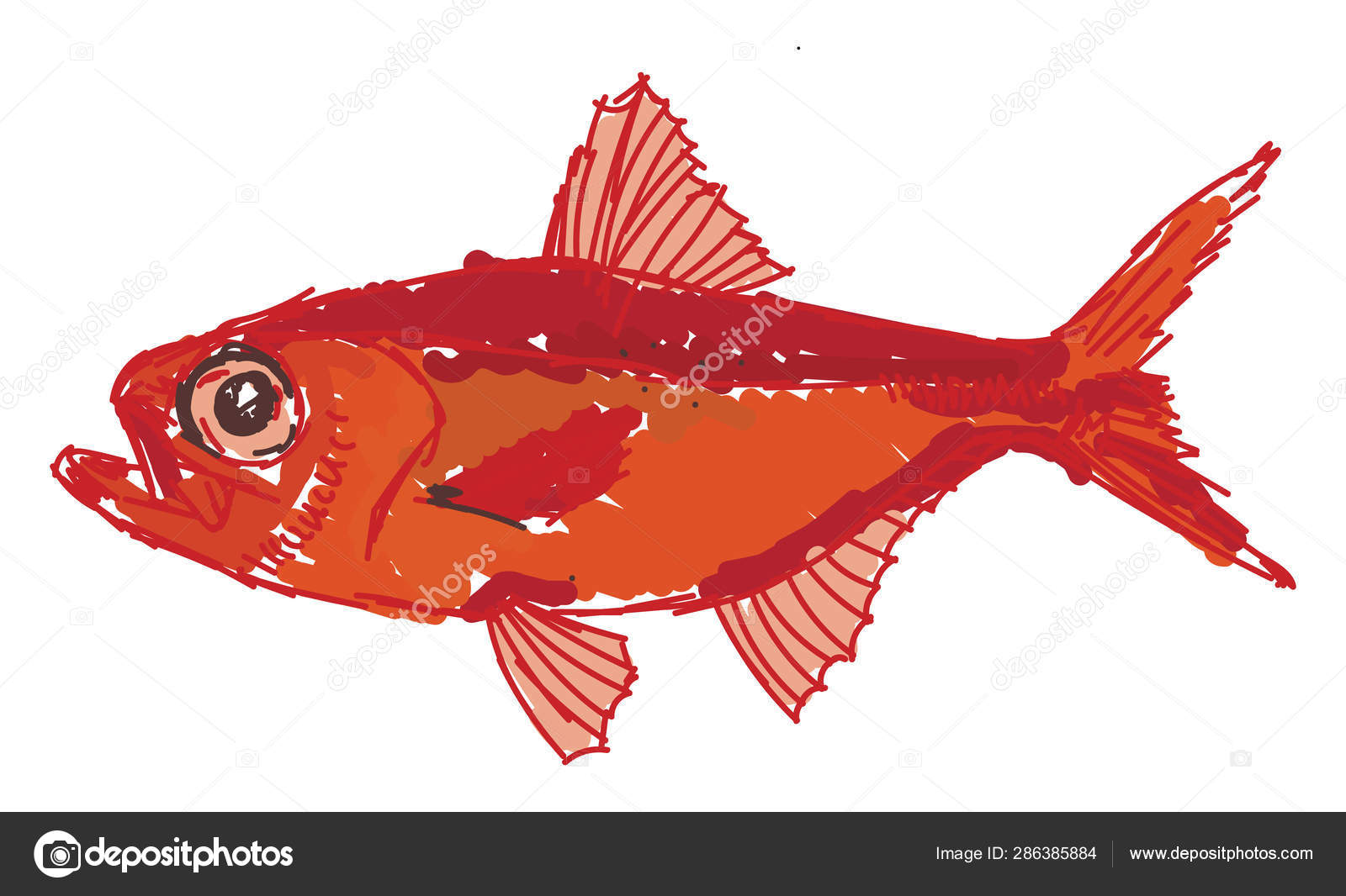 Red alfonsino fish, illustration, vector on white background. Stock ...