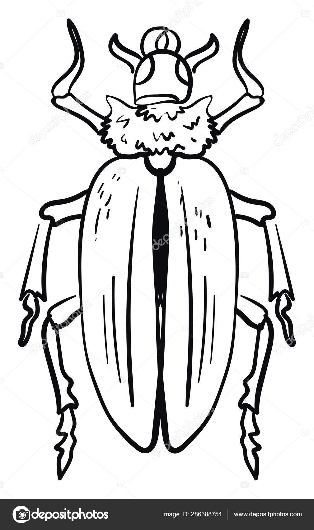 Desenho do besouro, ilustração, vetor sobre fundo branco . imagem ...