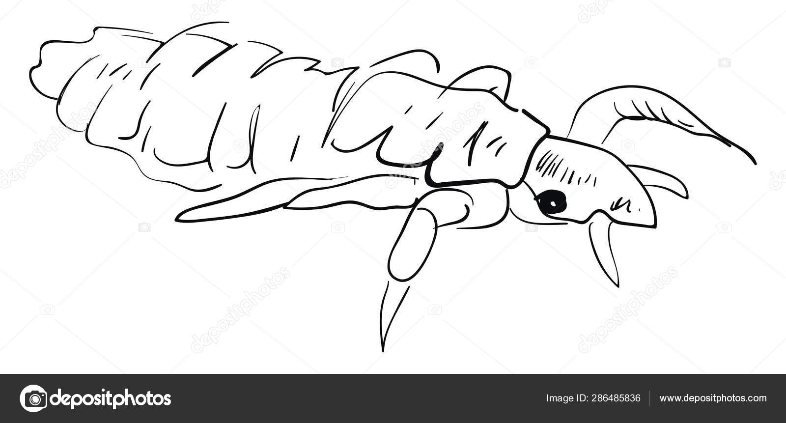 Dibujo de piojos, ilustración, vector sobre fondo blanco . Vector de ...