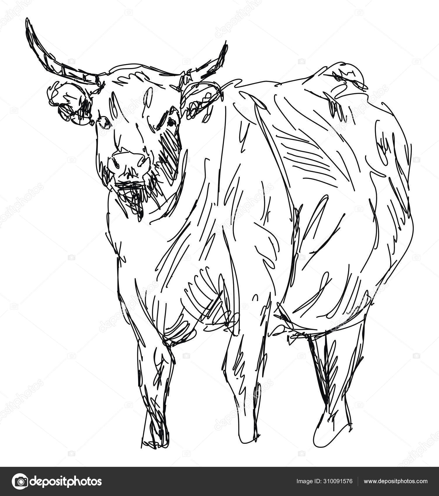 Buffalo Outline Drawing