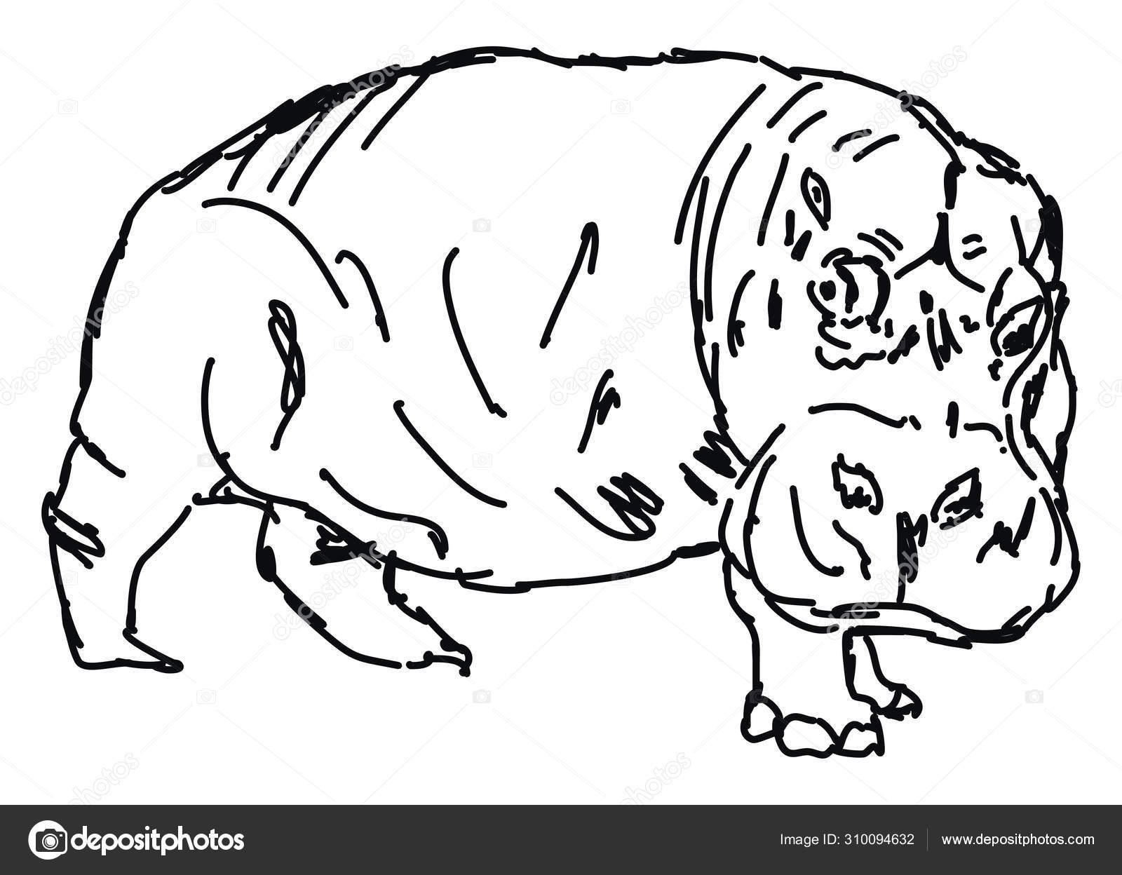 Flodhest Tegning For Barn Flodhest Tegning Malebog Kæmpe Panda,