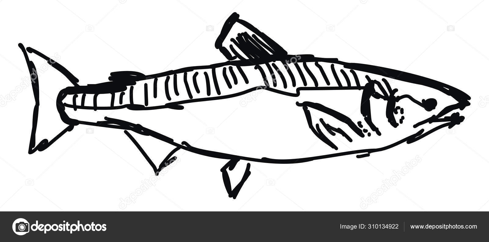 Fish sketch, illustration, vector on white background. Stock Vector ...