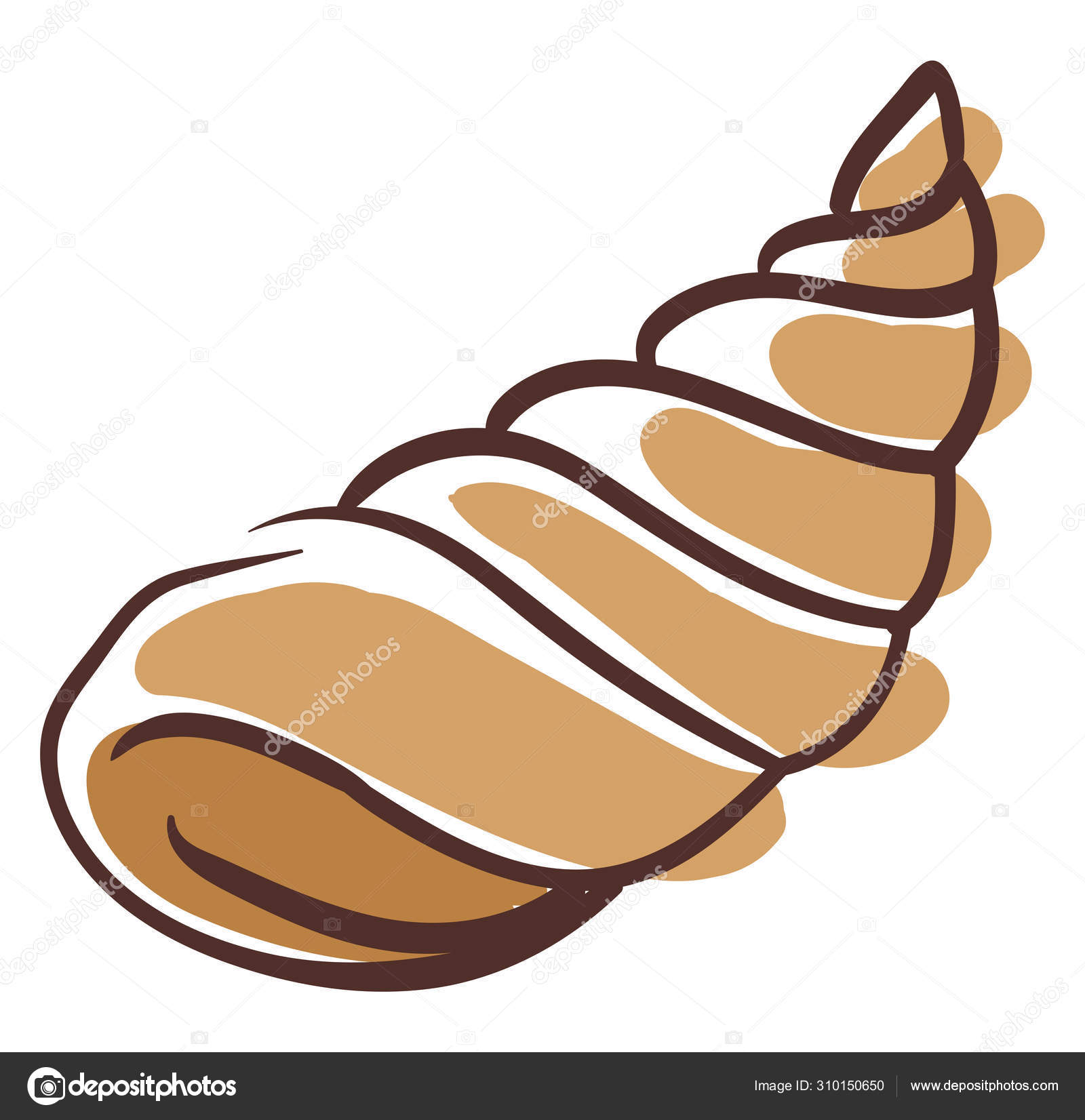 Shell drawing, illustration, vector on white background. Stock Vector ...
