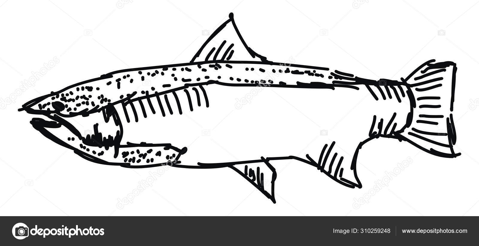 Fish sketch, illustration, vector on white background. Stock Vector ...