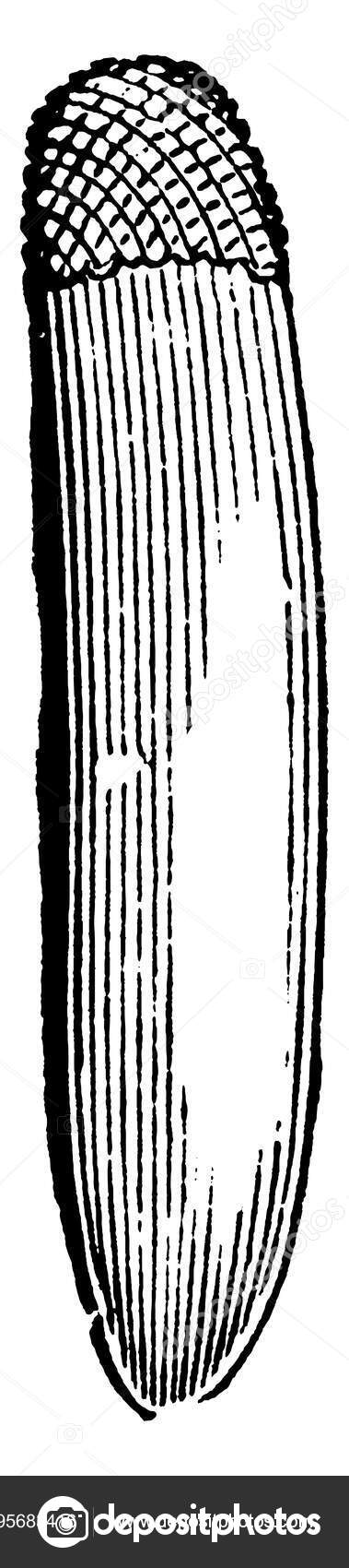 Gambar Yang Menunjukkan Sebuah Telur Gambar Garis Vintage Atau ...