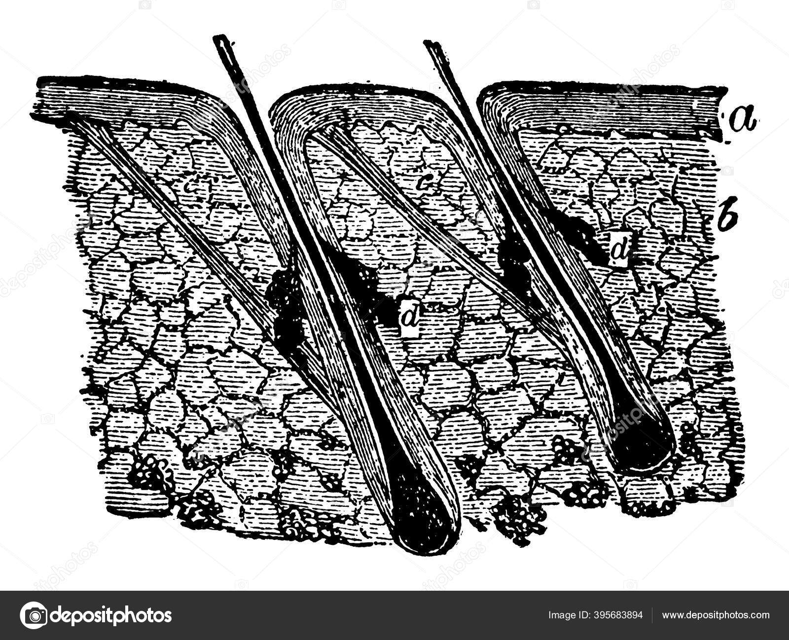 Cross Section Human Skin Two Three Main Layers Dermis Epidermis Stock ...