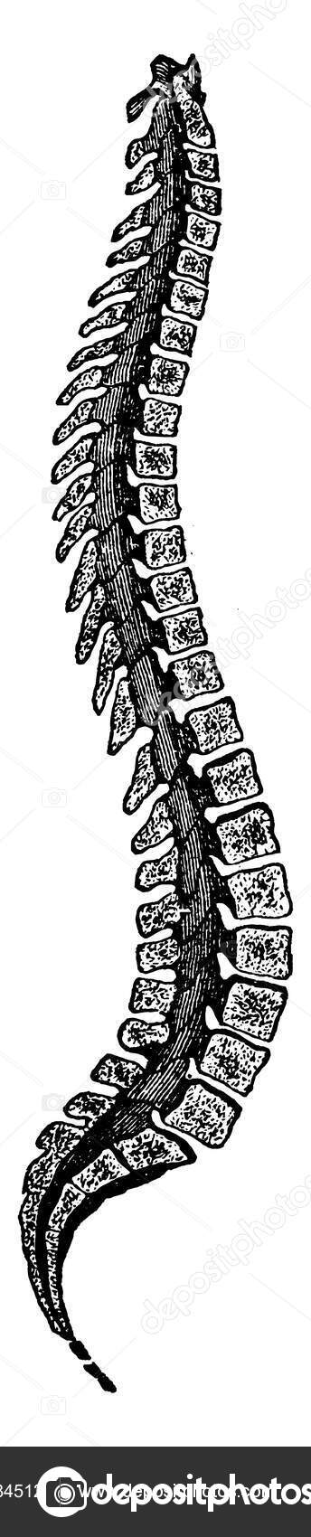 Figure Spinal Column Vertebrae Interlock Each Other Form Spinal Column ...