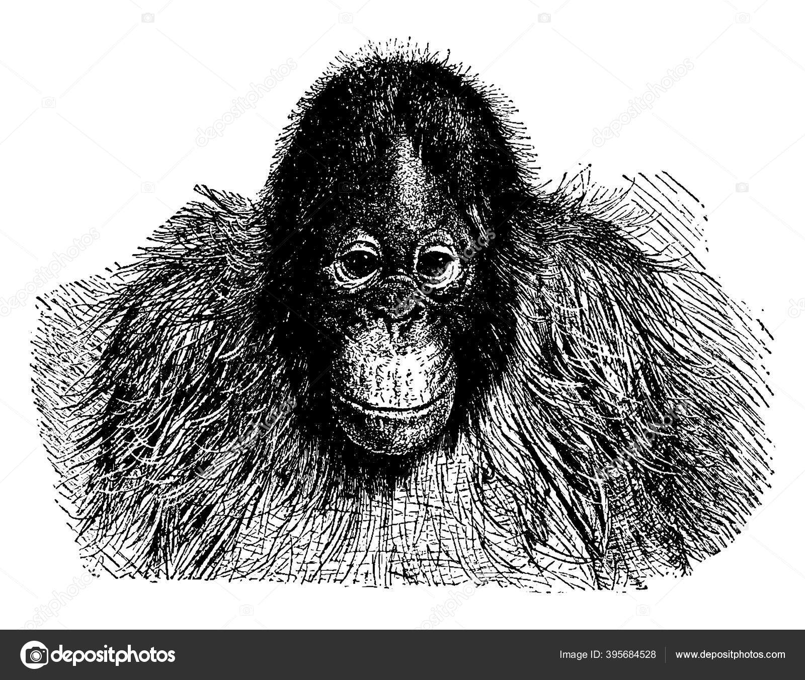 Great Ape Orangutan Covered Hair Has Distinctive Cheek Pads Large Stock ...