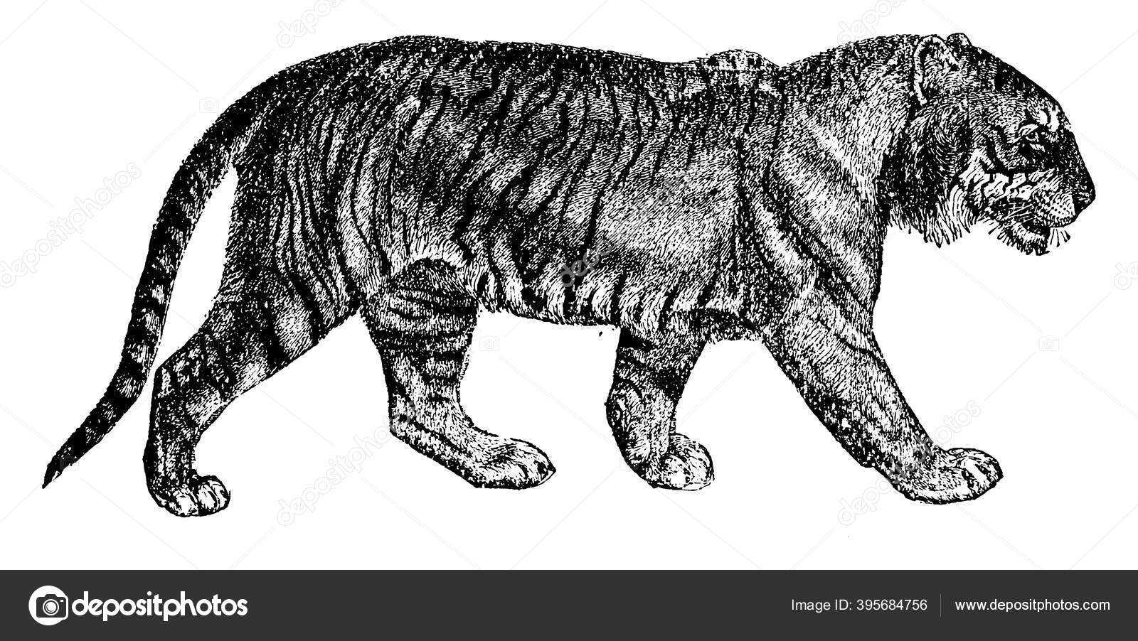 Depicts Tiger Motion Dark Stripes All Its Body Tiger Mammals Stock ...
