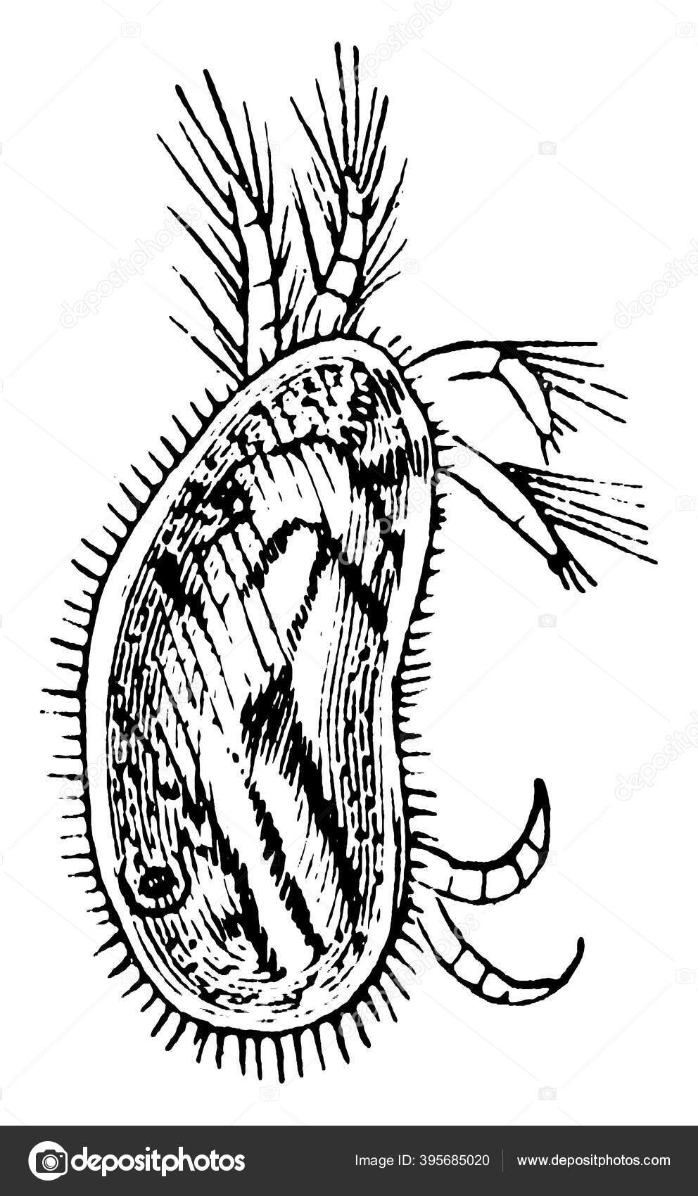 Water Fleas Order Small Crustaceans Vintage Line Drawing Engraving ...