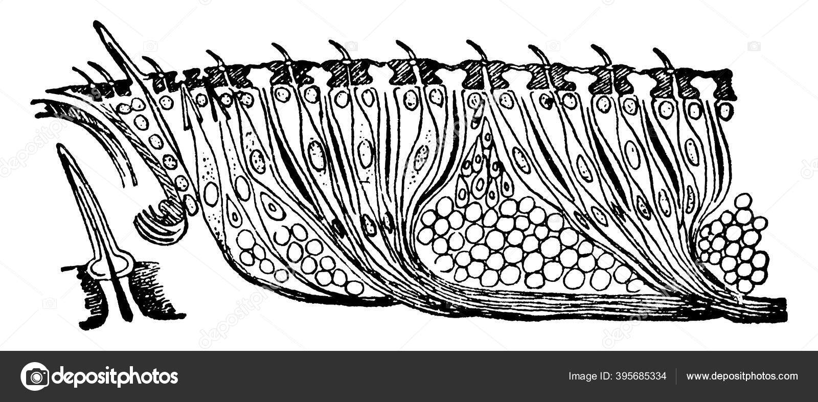 Billede Viser Tværsnit Olfaktoriske Organ Honningbi Vintage Linje ...