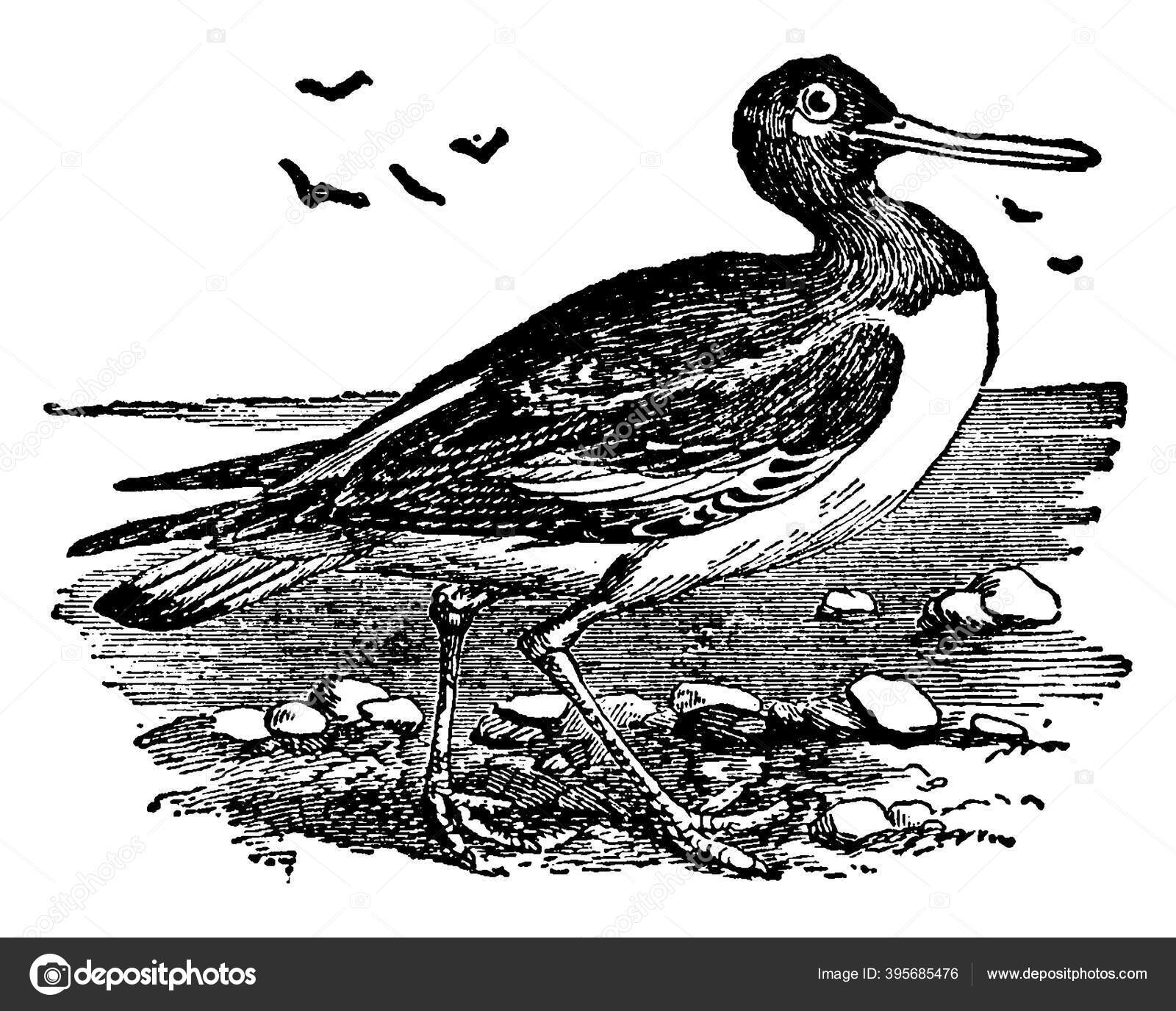 Group Waders Forming Family Haematopodidae Which Has Single Genus ...