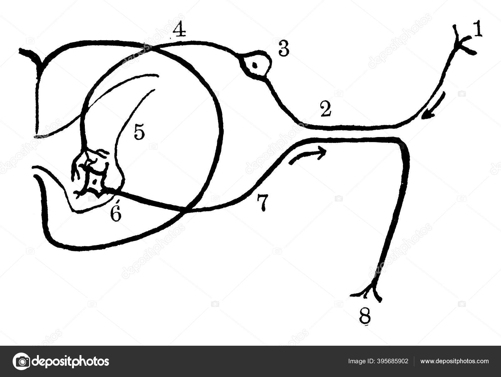 Nerve Reflex Arc Representing Nerve Pathway Involved Reflex Action Its ...