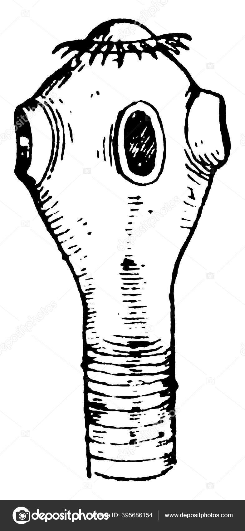 Tenia Una Clase Gusanos Parásitos Que Viven Intestino Son Largos Vector ...