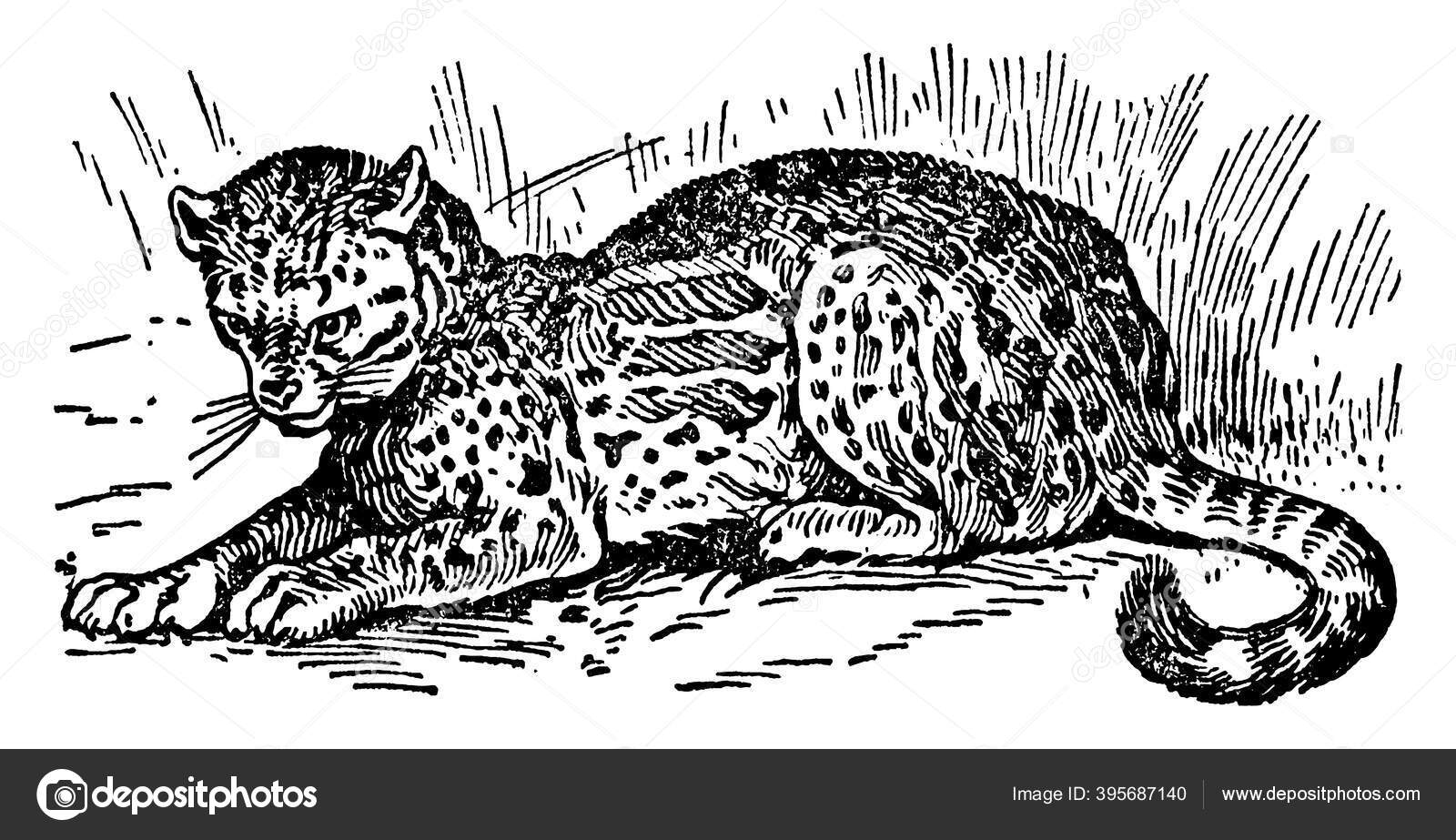 Ocelot Digitigrade Carnivorous Mammal Cat Kind Feet Length Its Tail ...