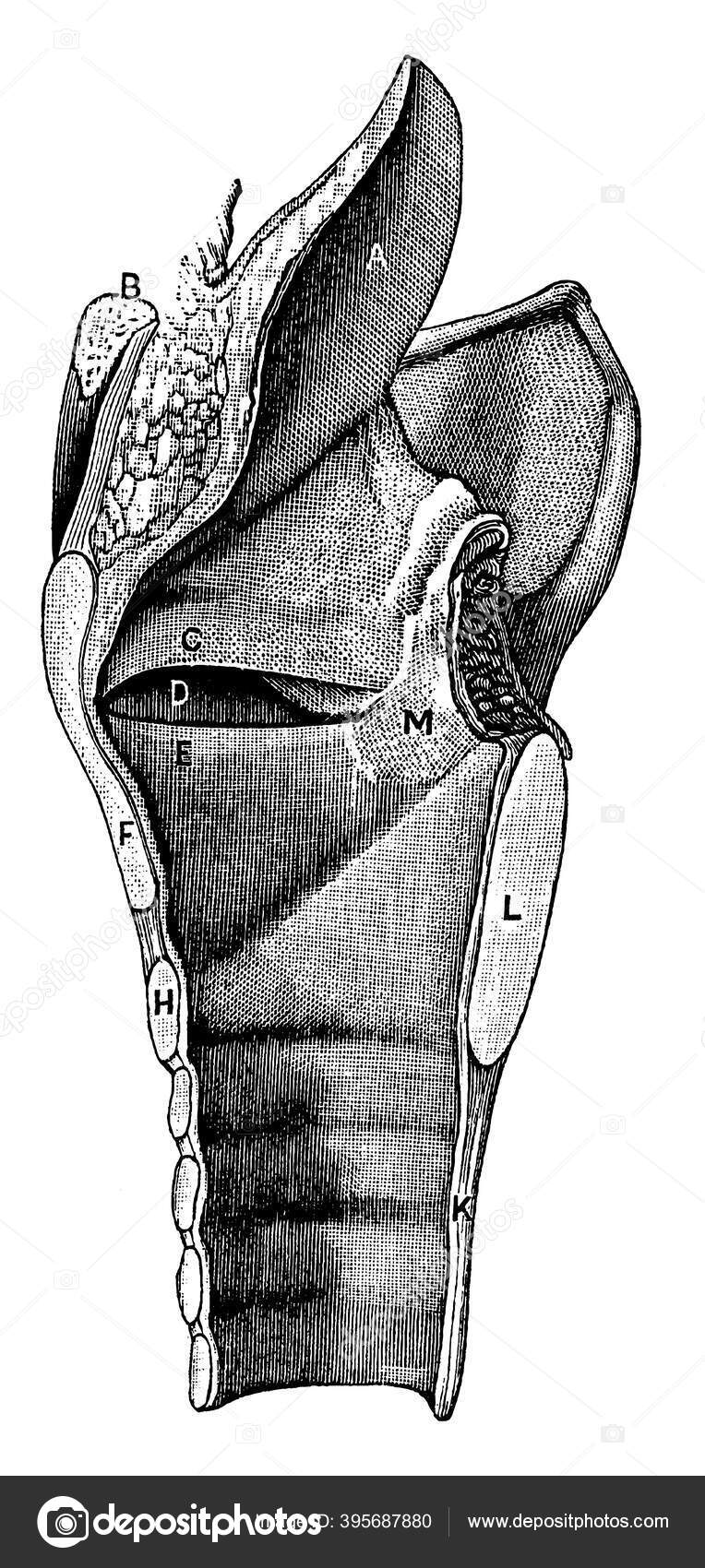 Vocal Cords Folds Tissue Throat Produce Sounds Vocalization Represents ...