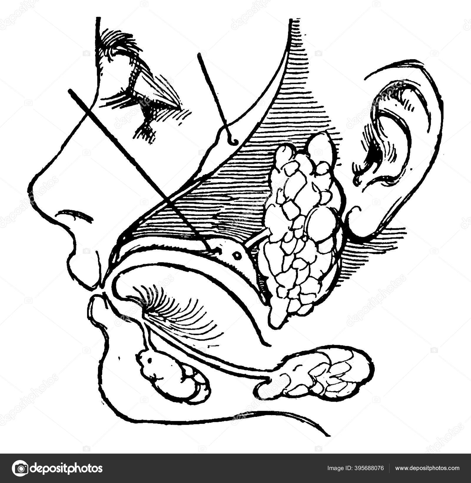 Spyttkjertler Diagram Helse – Forskningsstasjoner
