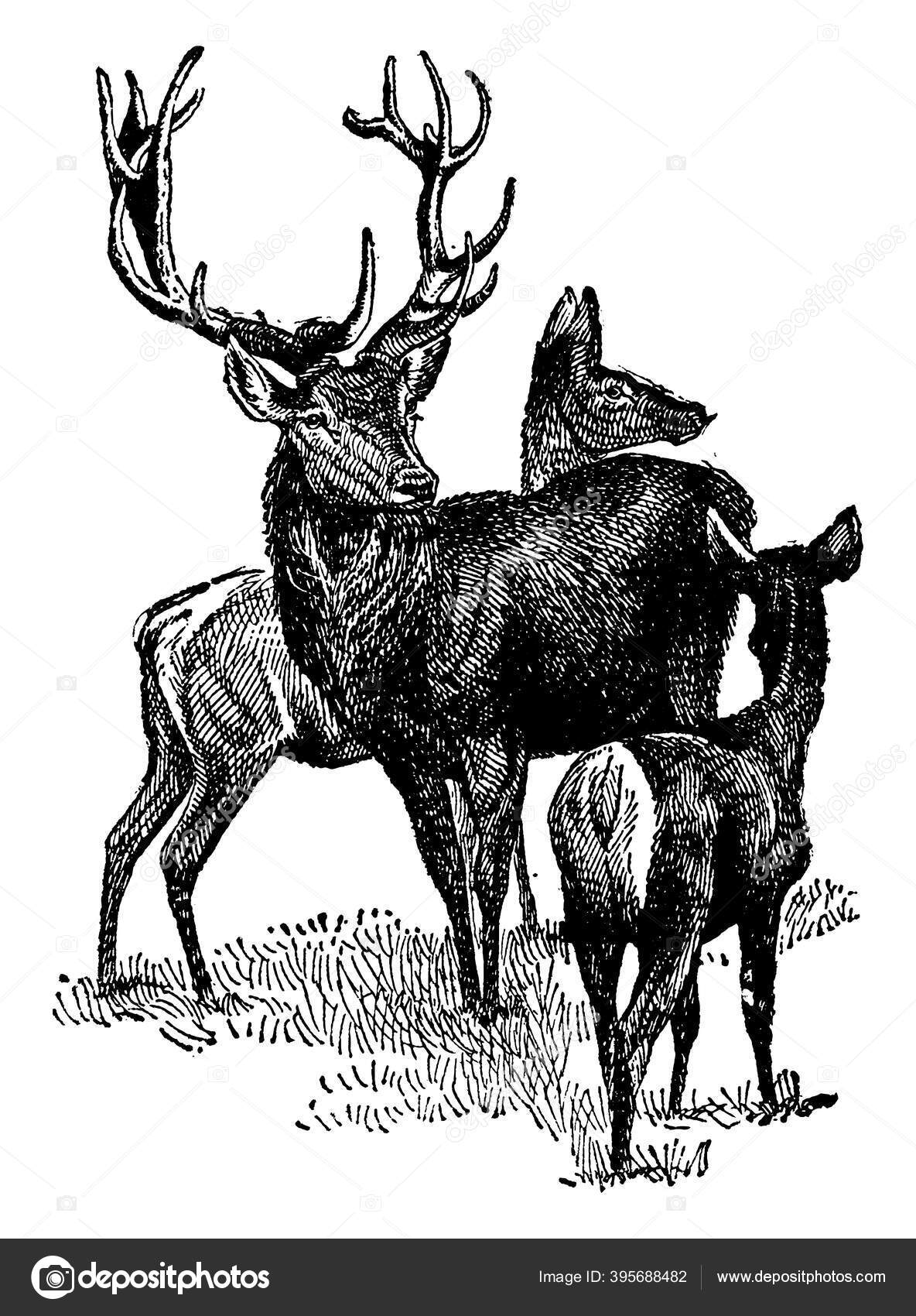 Stag Red Deer Typical Species Deer Horns Antlers Have Basal Stock ...
