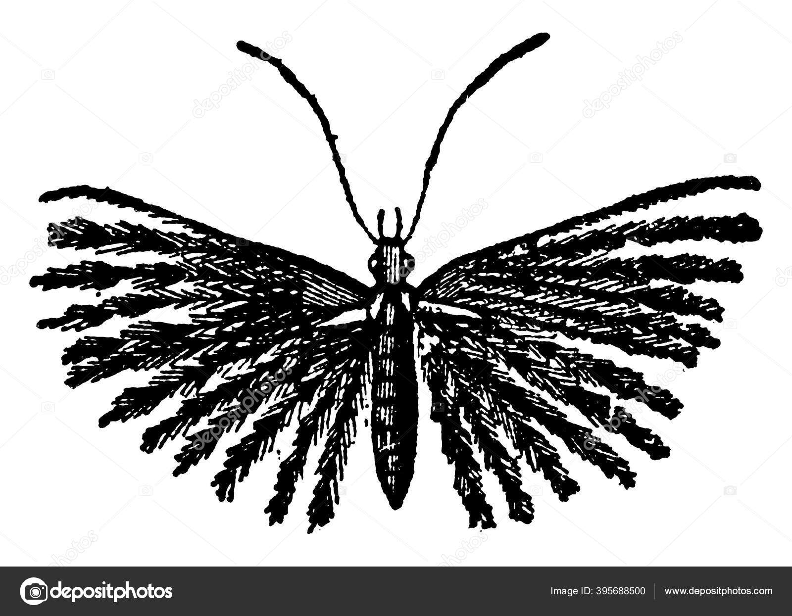 Type Insects Remarkable Peculiar Conformation Wings Each Organs Moth ...