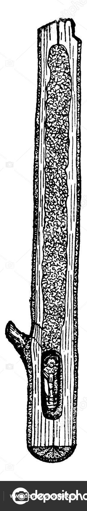 Apple Twig Borer Pest Attack Plants Vintage Line Drawing Engraving ...