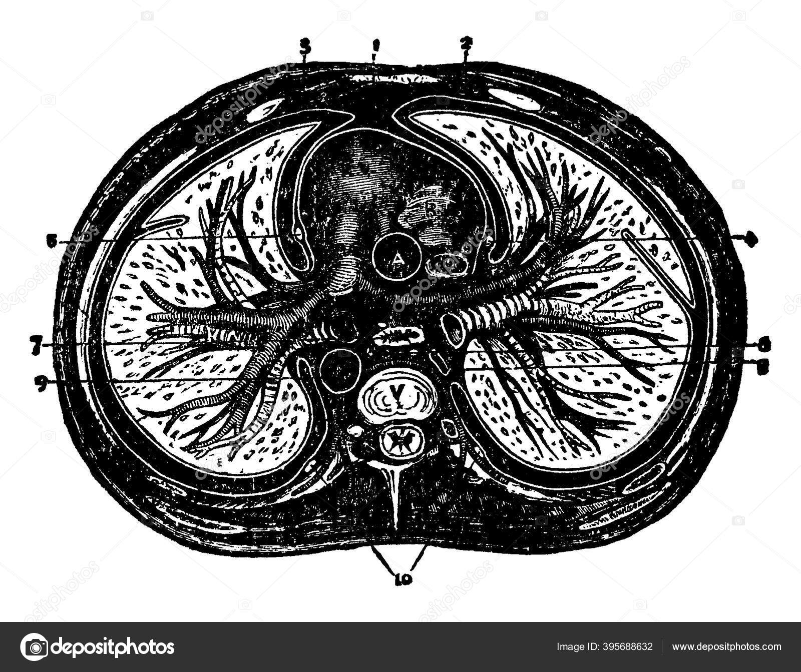 Vista Interna Del Tórax Pecho Incluye Cavidad Torácica Pared Torácica ...