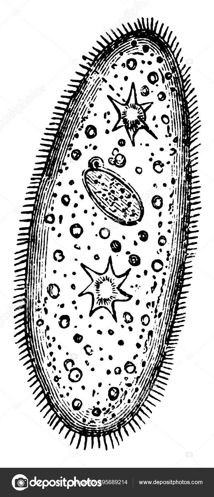 Paramecium Genus Unicellular Ciliates Vintage Line Drawing Engraving ...