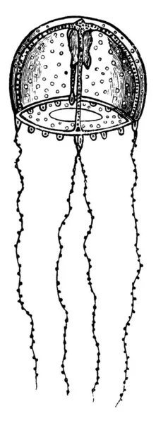 12 Hydroids Vector Images | Depositphotos