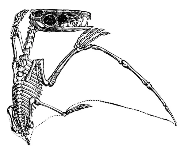 Scaphognathus Bone Structure