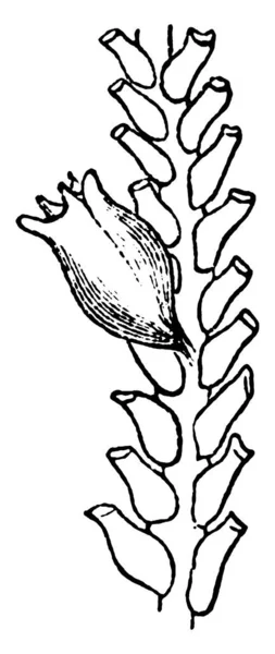 12 Hydroids Vector Images | Depositphotos