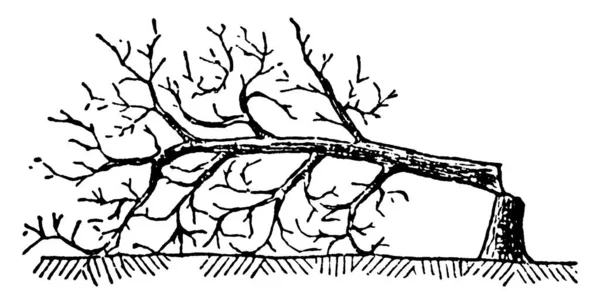 Árvores de abate图库矢量图片、免版税Árvores de abate插图|Depositphotos