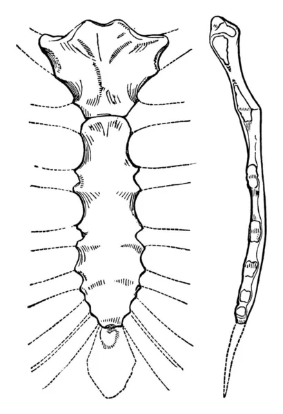 Stuitbeen wervel imágenes de stock de arte vectorial | Depositphotos
