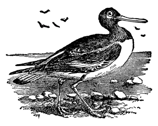 Waders Vector Art Stock Images | Depositphotos