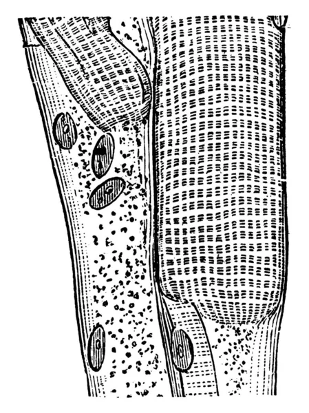 Fibrils, Royalty-free Fibrils Vector Images & Drawings | Depositphotos®