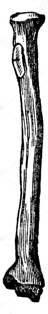 Una representación típica del hueso radial en el brazo humano. El hueso ...