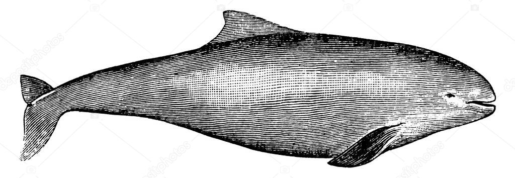 Taper Vector Art Stock Images | Depositphotos