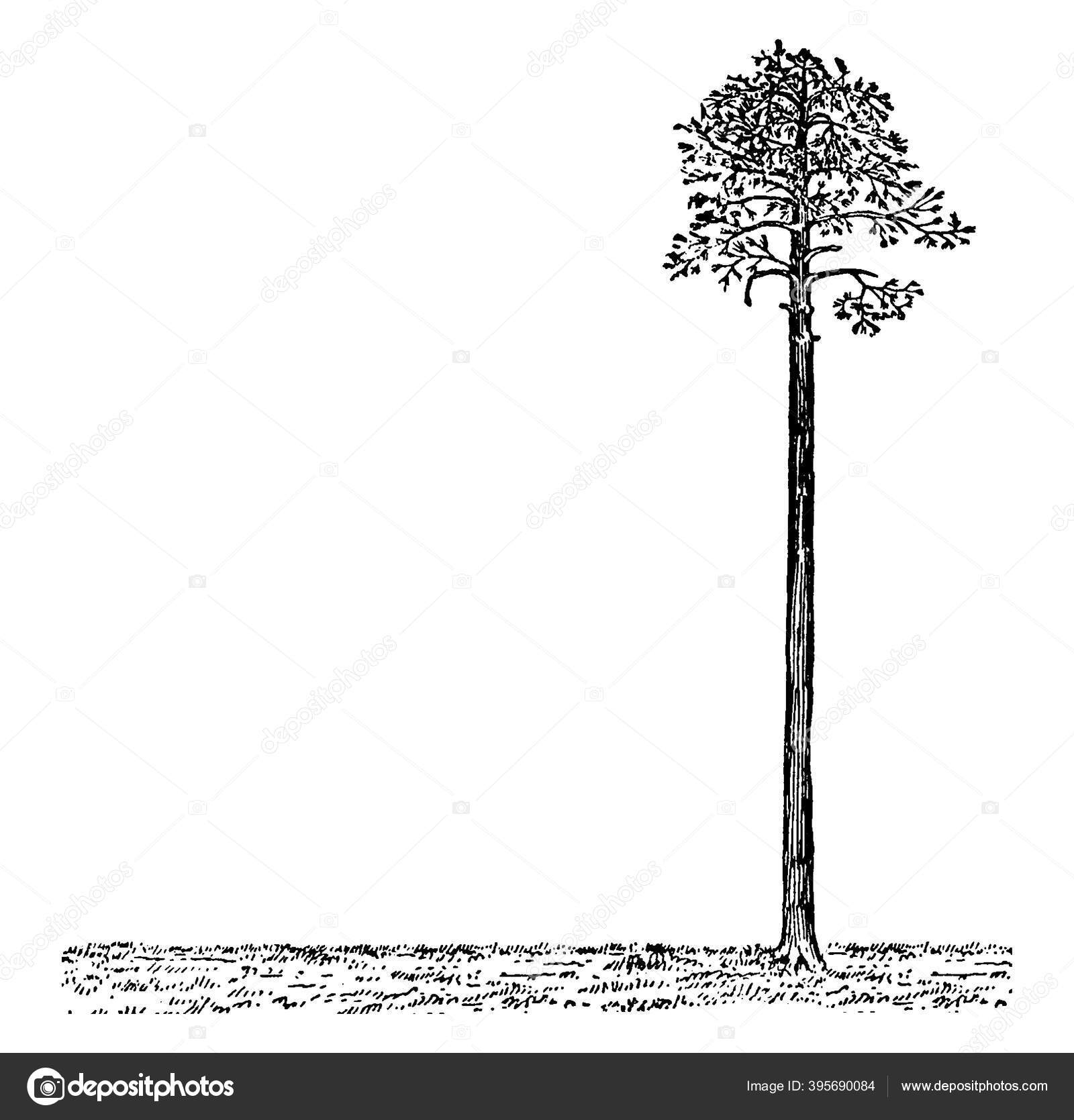 Tree Perfectly Straight Ground Drawing Could Used Shadow Proportion ...