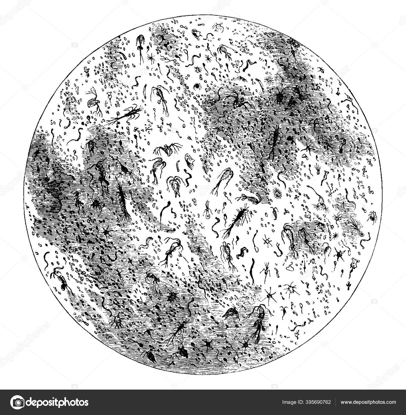 Minute Size Can Observed Only Microscope Its Body Consists Either Stock ...