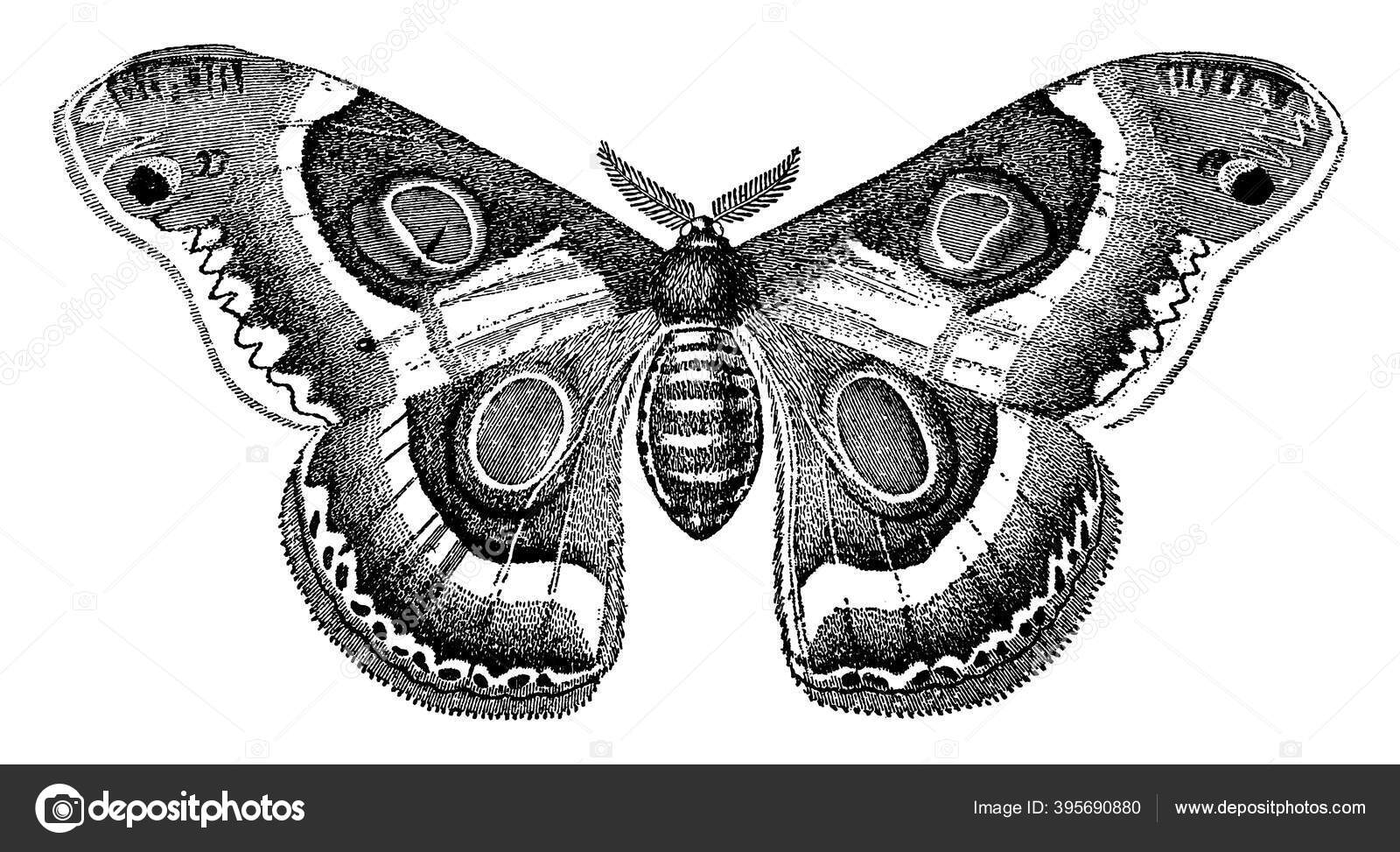 Bombycina Nocturnal Moths Organs Mouth Atrophied Many Cases Makes Unfit ...