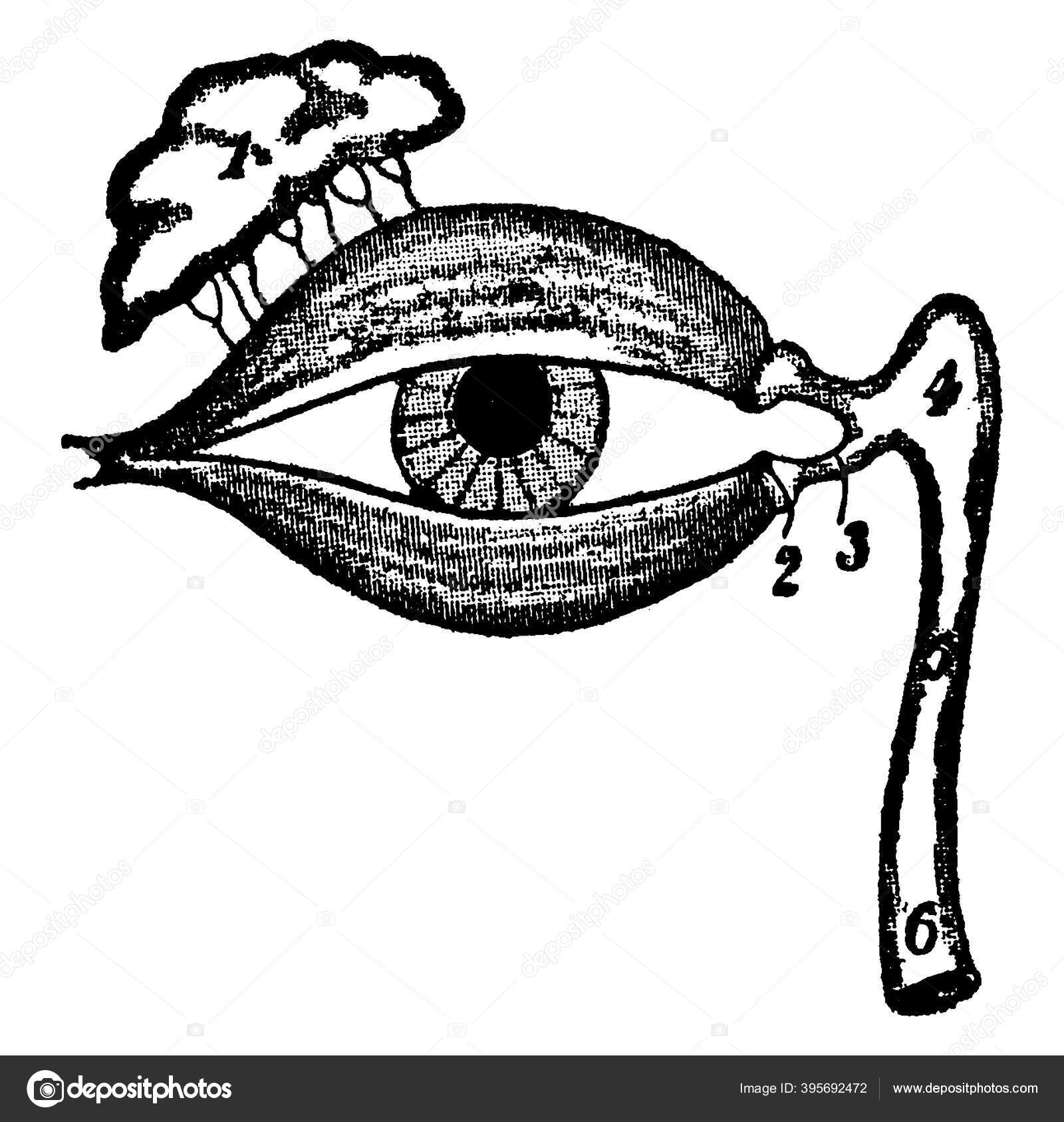 Diagram Human Eye Med Mandel Formade Exokrina Körtlar Som Utsöndrar ...