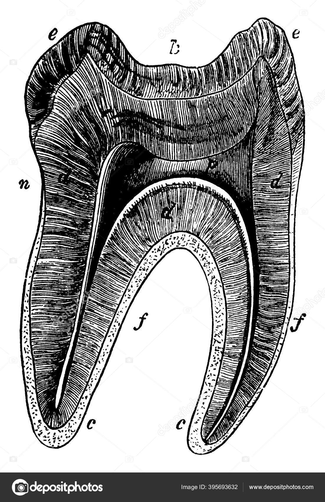 Molar Tooth Drawing