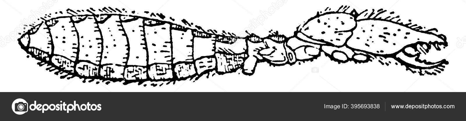 Representasi Khas Dari Pandangan Dorsal Spesies Galeodes Enam Anggota ...