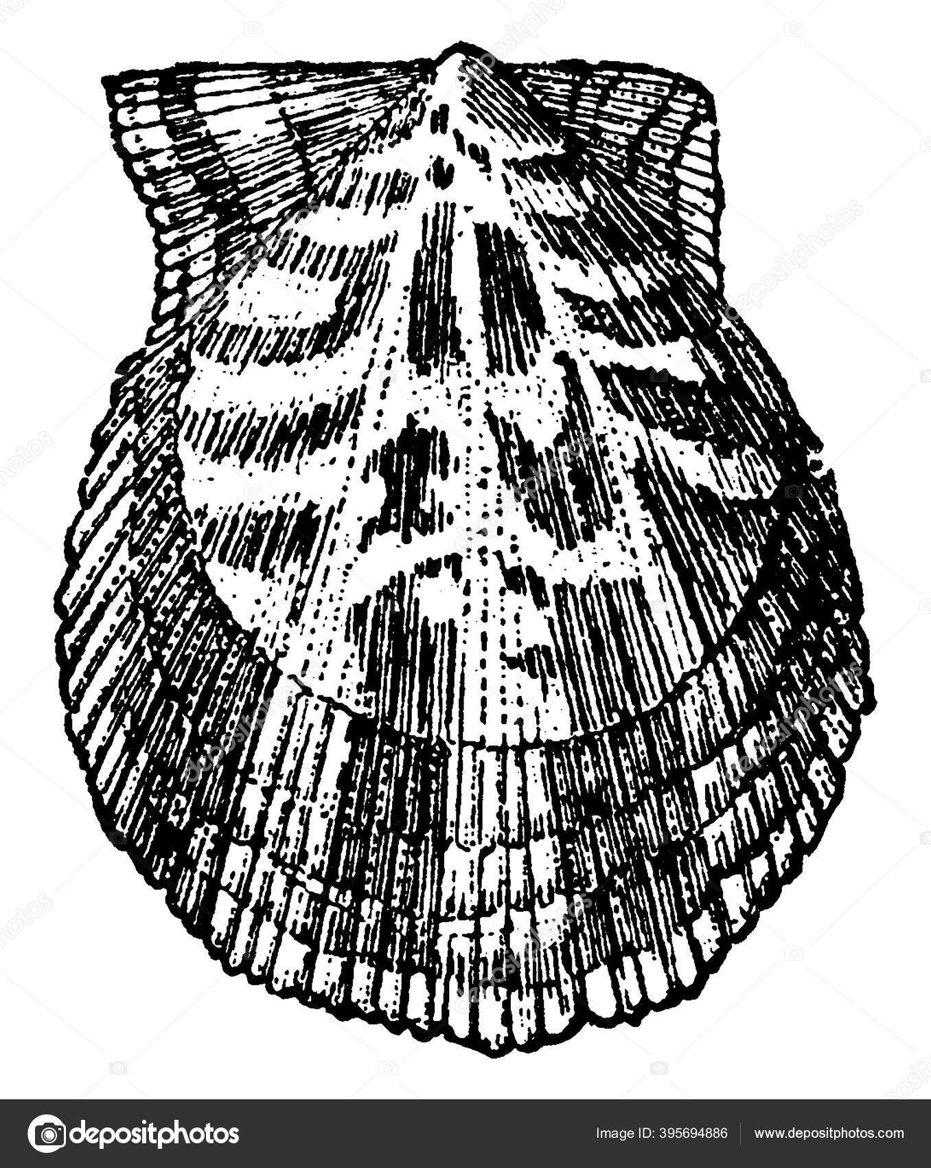 Typical Representation Scallop Marine Bivalve Mollusk Pectinidae Family ...