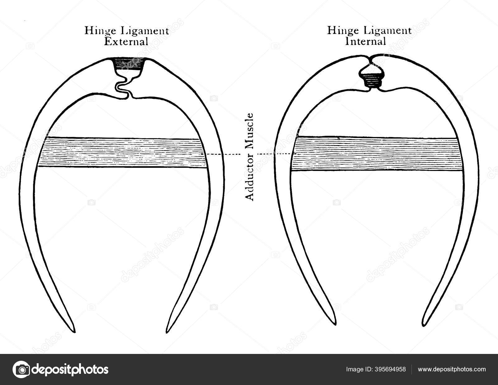 Clam Sea Creature Shell Two Parts Can Close Together Tightly Stock ...